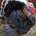 Bronze Turkey: ລາຍລະອຽດກ່ຽວກັບການພັນແລະຄຸນລັກສະນະຕ່າງໆ, ການປູກຝັງຢູ່ເຮືອນ 1369_17