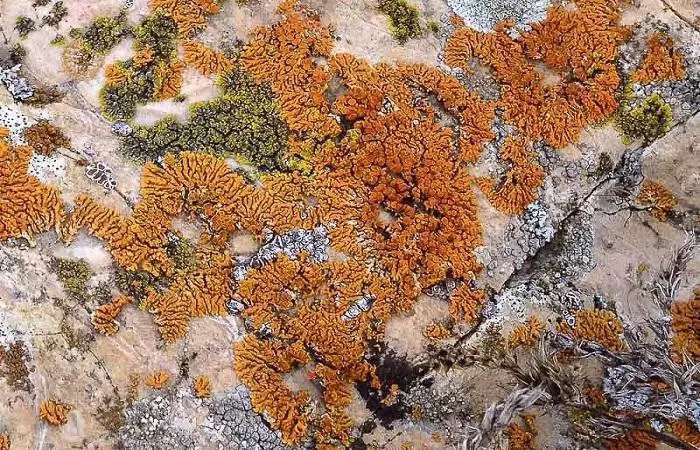 பூமியில் lichens