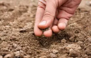 Lista składników odżywczych w glebie, jak i wchłaniają