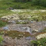 Rodzaje gleby strefowej: charakterystyczne i w jakim kierunku występuje zmiana