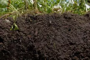 6 spesies kapasitas penyerapan tanah, yang merupakan peran dalam kesuburan
