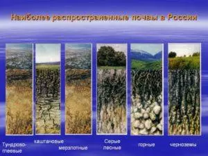 Ciri-ciri dan sifat tanah gunung, jenis dan kawasan pengedaran