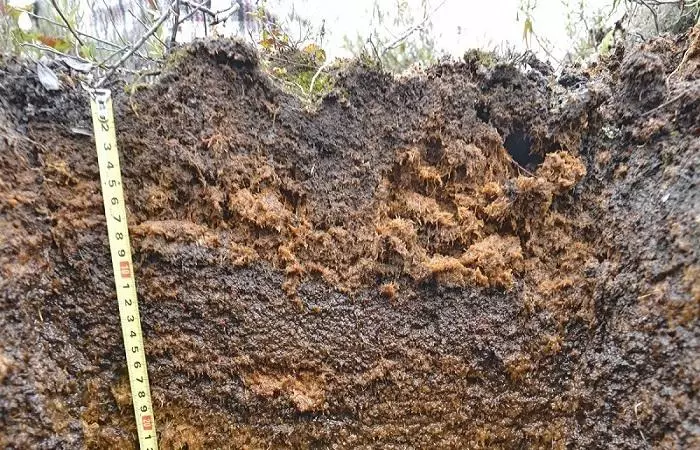 Soil Tundra