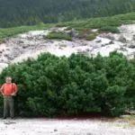 Bodenfunrla: Arten von Zone in Russland, Merkmale und Eigenschaften, Vegetation 13723_7