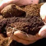 Sprout-Kunststoff: die Eigenschaften des Bodens und der Sorten, in denen sie verwenden 13726_6