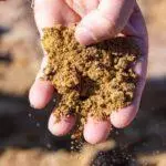 Sprout-Kunststoff: die Eigenschaften des Bodens und der Sorten, in denen sie verwenden 13726_7