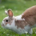 Зошто зајакот ги удира задните нозе: причини и како да ги елиминираат 1374_3
