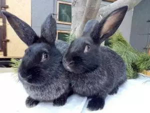 Beskrivelse og karakteristika for kaniner af race Poltava Silver, omsorg for dem