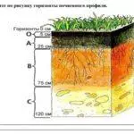 التربة البنية: خصائص وشروط التكوين والتكوين والخصائص 13796_3