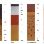 Meadow-Chernozem Soils: A formáció jellemzői és feltételei, növényzet 13797_10