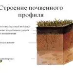 Meadow-Chernozem soils: Mga katangian at kondisyon ng pagbuo, mga halaman 13797_11