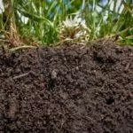 التربة المرج تشيرنوزيم: خصائص وشروط التكوين، النباتات 13797_3
