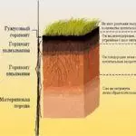 Solos de Meadow-Chernozem: características e condições de formação, vegetação 13797_8