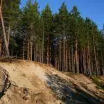 Soils forming under coniferous forests: 3 types and vegetation 13801_3