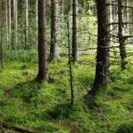 Soils forming under coniferous forests: 3 types and vegetation 13801_4