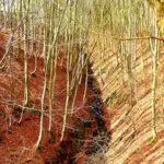 Soils forming under coniferous forests: 3 types and vegetation 13801_5