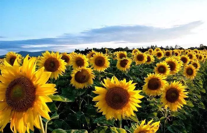 Solar Sunflowers