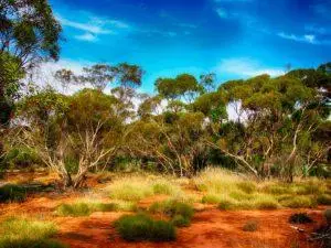 Tipos predominantes de solo e áreas naturais da Austrália, suas características