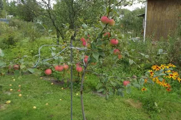 A árbore de mazá crece mal