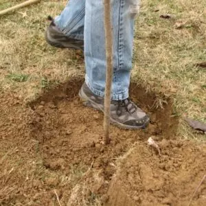 Bagaimana untuk meletakkan pokok epal di tanah liat, bahan dan alat yang diperlukan