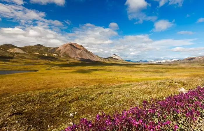Tundra Gleby: Rodzaje i cechy, warunki edukacji i środków w celu poprawy