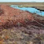 Tundra soils: mga uri at katangian, kondisyon ng edukasyon at mga hakbang upang mapabuti 13817_11