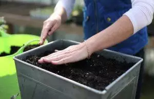 Zasady przygotowania gleby do sadzonek w domu z własnymi rękami