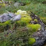 Tundra хөрс: Төрлүүд, шинж чанар, шинж чанар, чанарыг сайжруулах 13817_2