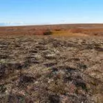 Tundra pinnas: tüübid ja omadused, hariduse tingimused ja meetmed 13817_3