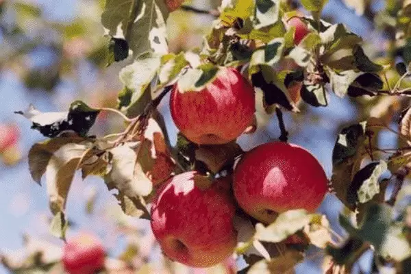 APPORT DE POMMES