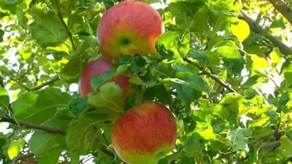 Apple drevo Aport.