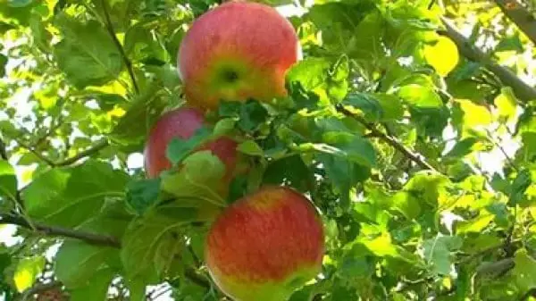 Apple Tree Aport