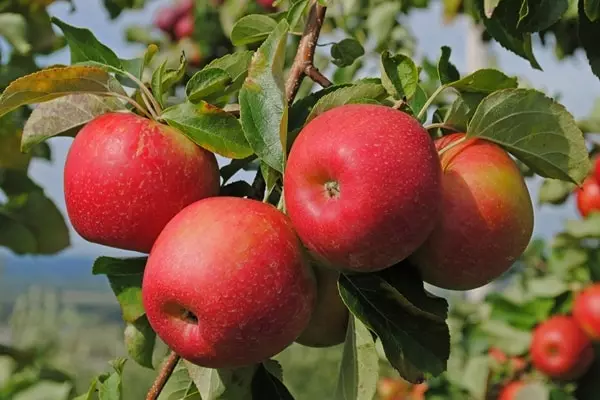 APPORT DE POMMES