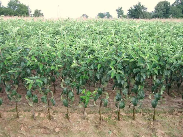 Saplings nke osisi apụl