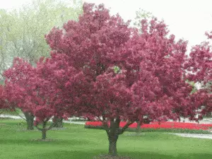 Beschrijving en kenmerken van variëteiten van decoratieve appelboom Rudolph, voor- en nadelen, cultivatie