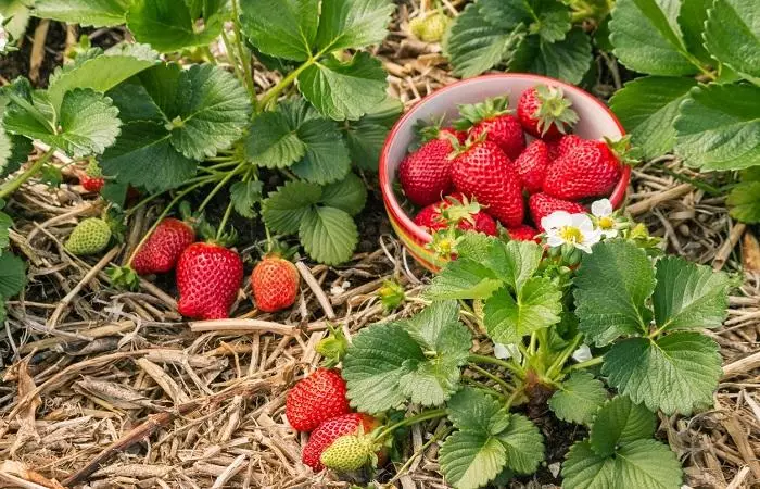 Berry tina strawberry