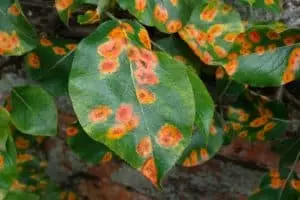 O que fazer se nas folhas de manchas amarelas de peras, causas da doença e seu tratamento