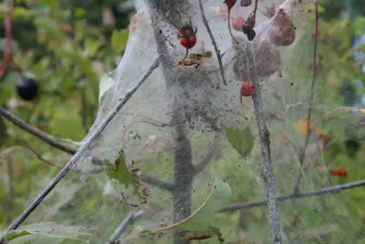 Pada web Apple Tree