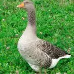 TABBOC Grey Goose: မျိုးပွား၏ဖော်ပြချက်နှင့်ဝိသေသလက္ခဏာများ, မွေးမြူရေး၏စည်းမျဉ်းများ 1421_1