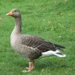 Tambov Grey Goose: opis i karakteristike pasmine, pravila uzgoja 1421_2