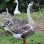 Tambov Gray Goose：品種的描述和特徵，繁殖規則 1421_3