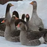 Tambov Grey Goose: opis i karakteristike pasmine, pravila uzgoja 1421_6