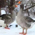 Tambov Grey Goose：品種の説明と特徴、繁殖の規則 1421_7