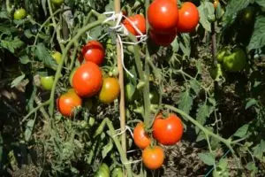 Mô tả về Glacier và Đặc điểm của Cà chua Tomato
