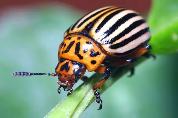 Cara berurusan dengan kumbang