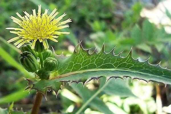 Blooming weed