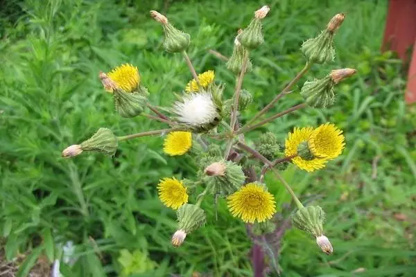 Flor jugosa