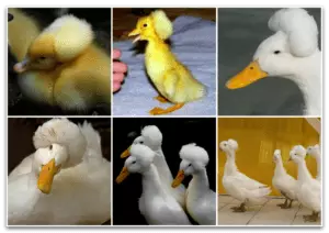 前5種鴨子的鴨子和他們的描述，優缺點的繁殖