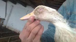 Cinwaannada iyo astaamaha cudurada duck, ee ay ku daaweynayaan guriga
