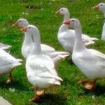 Ole Ducks na-etolite na ala: tebụl nke ịpụ anụ site na ịdị ndụ dị ndụ 1437_9